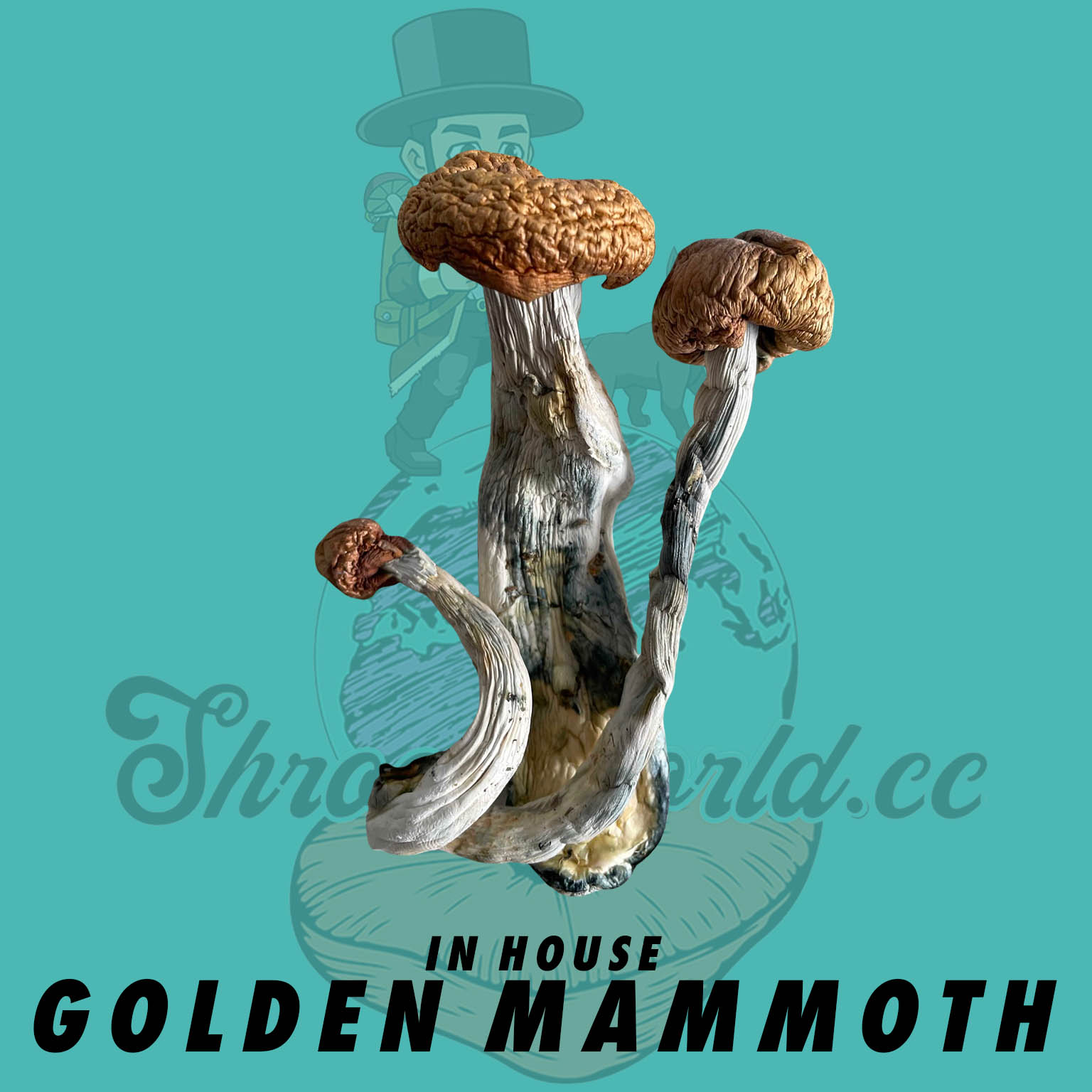 Golden Mammoth - In House Strain - Shroom World - Buy Magic Mushrooms